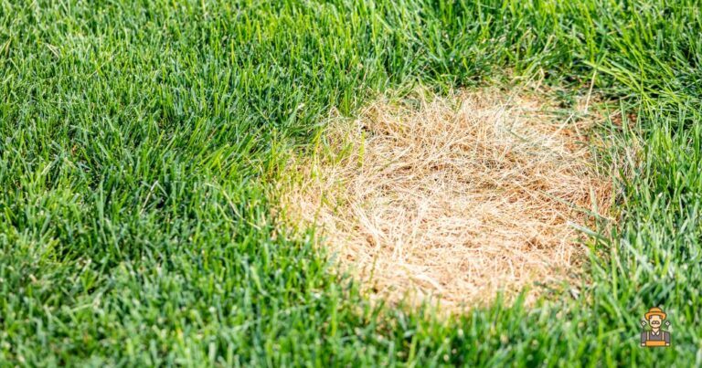 Will Salt Water Kill Grass? 3 Prevention and Recovery Tips